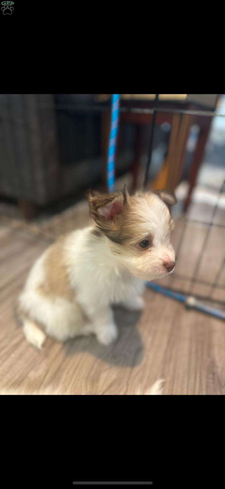 Mocha - Pomsky Puppy For Sale in New York