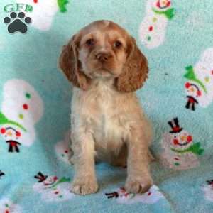 Cocker Spaniel Puppies For Sale - Greenfield Puppies