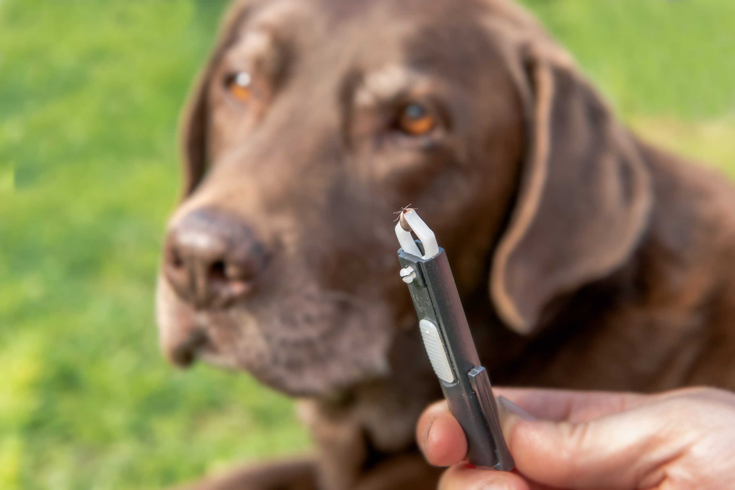 How to Safely Remove a Tick From Your Dog - Greenfield Puppies
