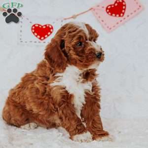 New Arrivals | See New Puppies | Greenfield Puppies