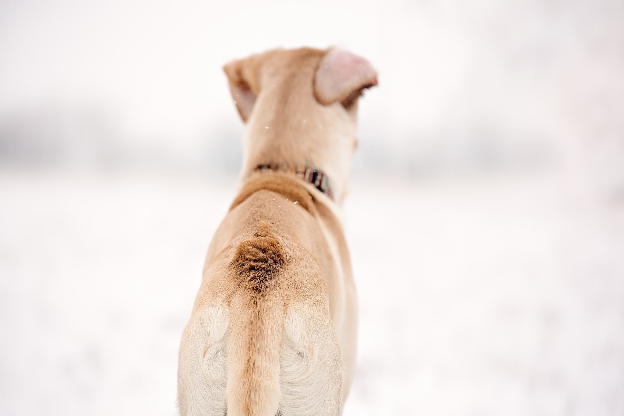 Why Do Dogs Raise Their Hackles? - Greenfield Puppies
