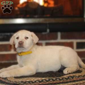 Yellow Labrador Retriever Puppies For Sale - Greenfield Puppies