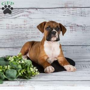 Boxer Puppies For Sale - Greenfield Puppies