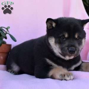 Shiba Inu Puppies For Sale | Greenfield Puppies