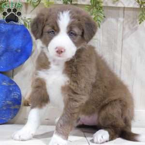 Border Collie Puppies For Sale - Greenfield Puppies
