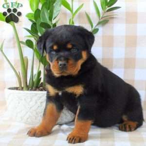 Rottweiler Puppies For Sale - Greenfield Puppies
