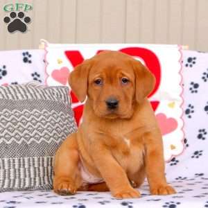 Fox Red Labrador Retriever Puppies for Sale - Greenfield Puppies