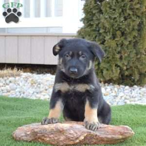 German Shepherd Puppies For Sale - Greenfield Puppies