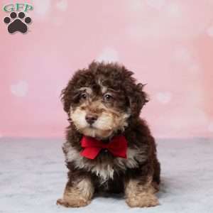 Havapoo Puppies For Sale - Greenfield Puppies