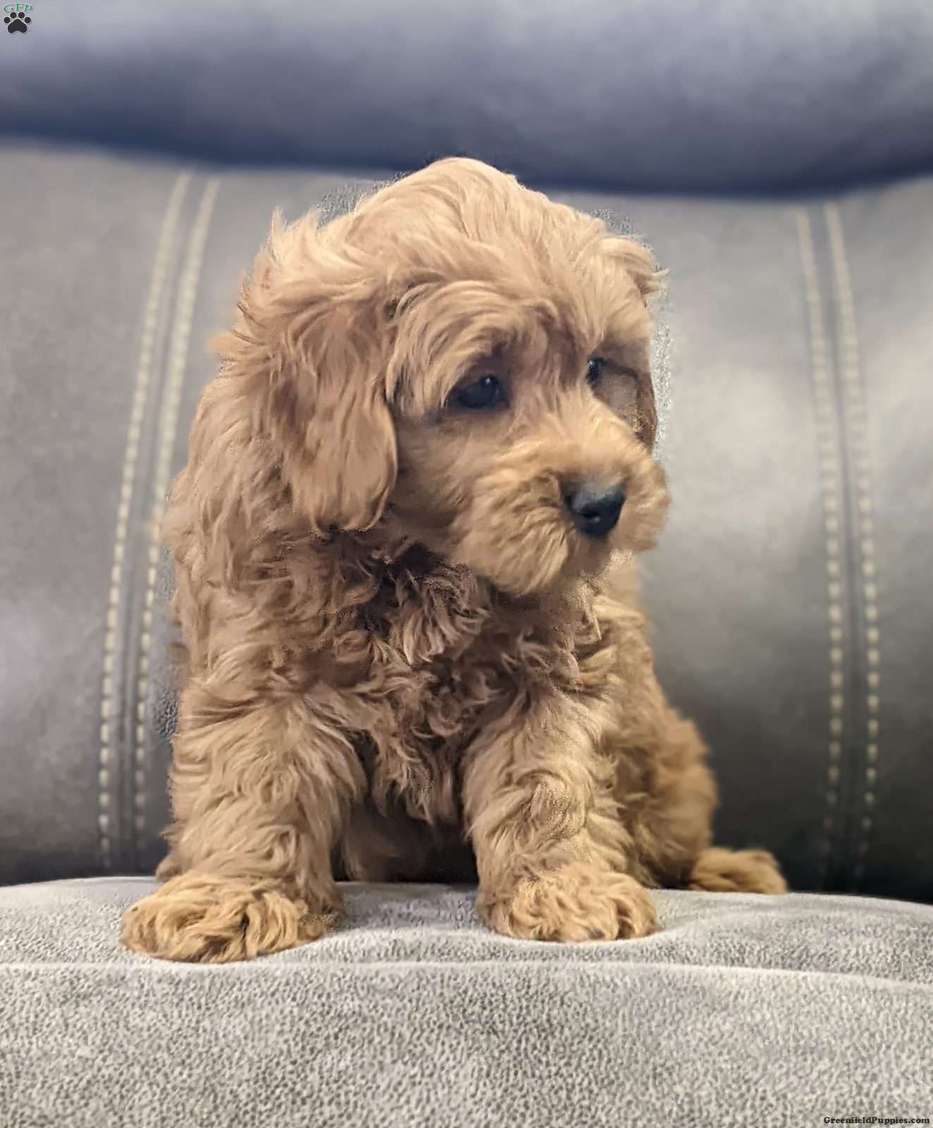 Beau - Mini Goldendoodle Puppy For Sale in Ohio