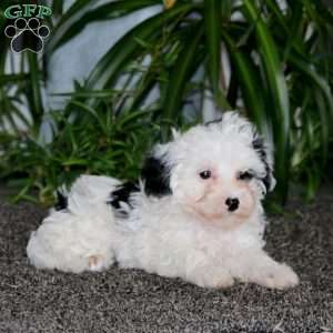Morkie-Poo Puppies For Sale | Greenfield Puppies