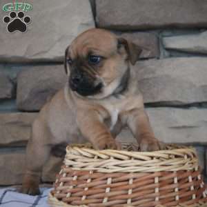 Jug Puppies For Sale | Greenfield Puppies