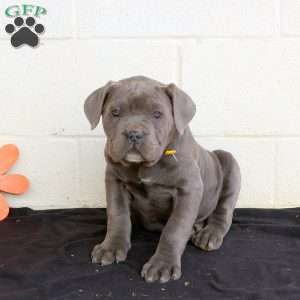 Cane Corso Puppies For Sale - Greenfield Puppies