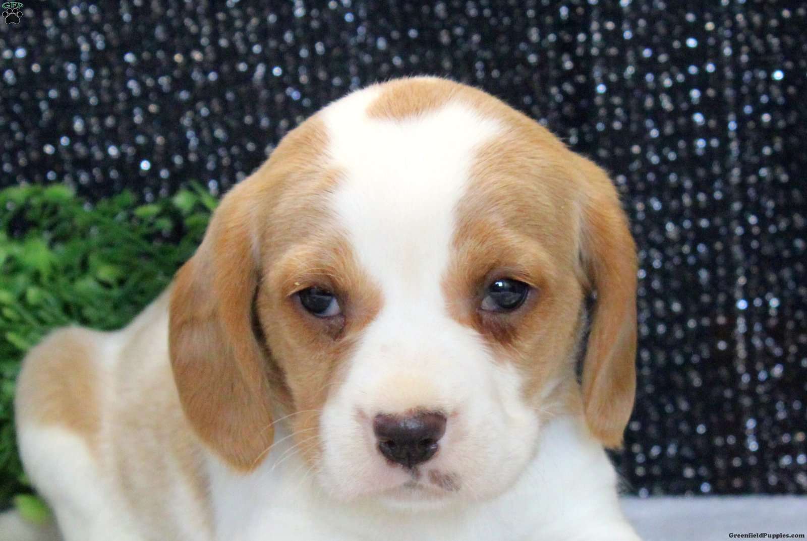 Billie - Beaglier Puppy For Sale in Pennsylvania