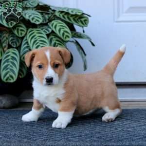 Welsh Corgi Mix Puppies For Sale | Greenfield Puppies
