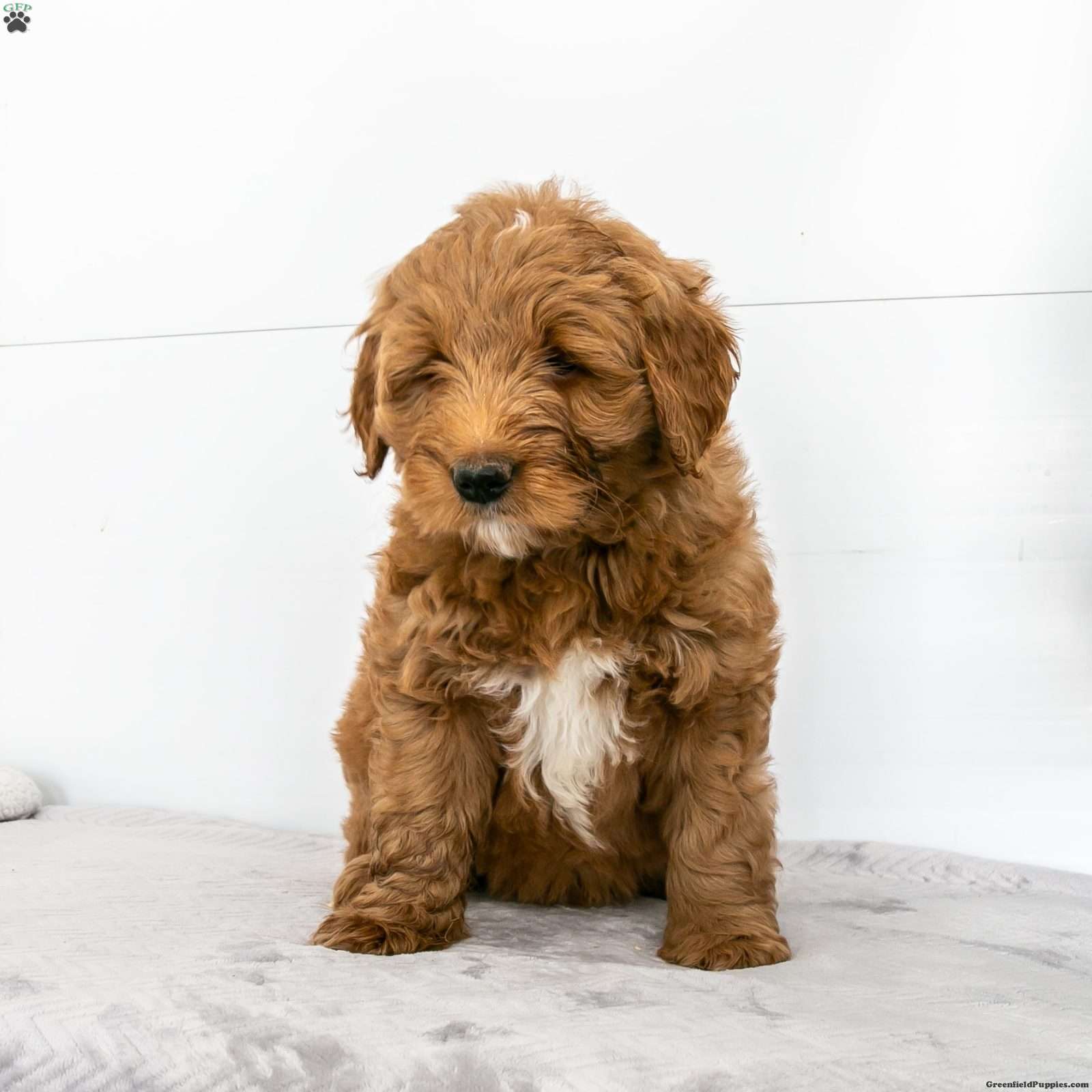 Buster - Mini Goldendoodle Puppy For Sale in New York