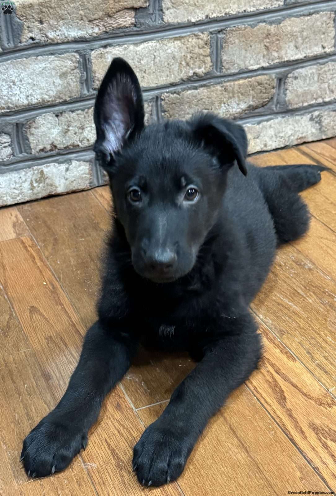 Charlie - German Shepherd Puppy For Sale in Pennsylvania