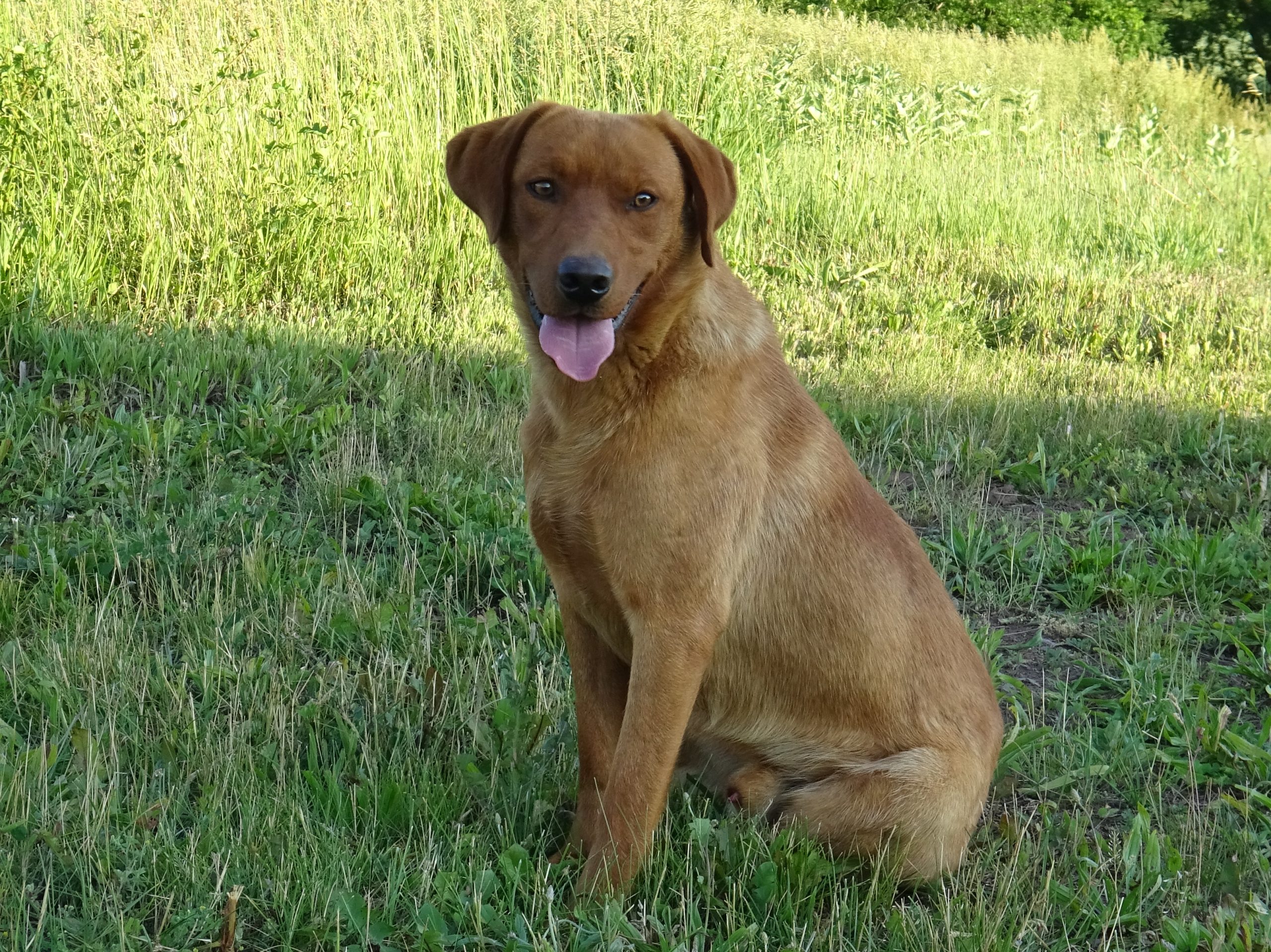 Buddy - Fox Red Labrador Retriever Puppy For Sale in Pennsylvania