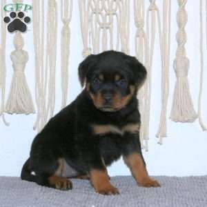 Rottweiler Puppies For Sale - Greenfield Puppies