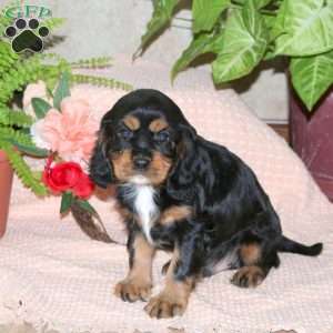 Cavalier King Charles Spaniel Puppies for Sale