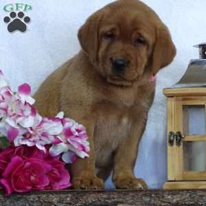 Fox Red Labrador Retriever Puppies for Sale - Greenfield Puppies