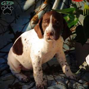 German Shorthaired Pointer Puppies For Sale - Greenfield Puppies