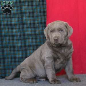 Silver Labrador Retriever Puppies For Sale - Greenfield Puppies