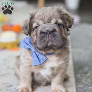 French Bulldog Puppies For Sale - Greenfield Puppies