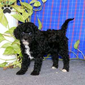 Miniature Poodle Puppies for Sale - Greenfield Puppies
