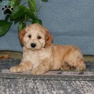 Cockapoo Puppies for Sale - Greenfield Puppies