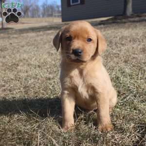 Fox Red Labrador Retriever Puppies for Sale - Greenfield Puppies