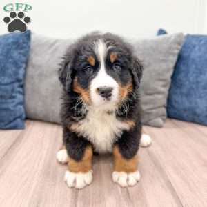 Bernese Mountain Dog Puppies For Sale - Greenfield Puppies