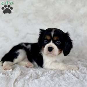 Cavalier King Charles Spaniel Puppies for Sale