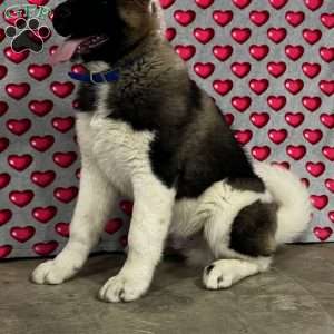 Akita Puppies for Sale - Greenfield Puppies
