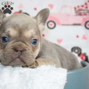 Judi Peachey - Greenfield Puppies