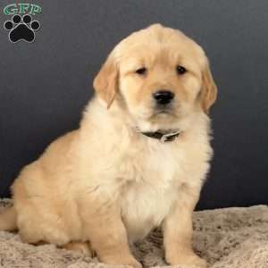 Golden Retriever Puppies For Sale - Greenfield Puppies