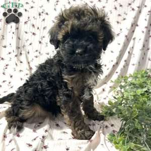Havapoo Puppies For Sale - Greenfield Puppies