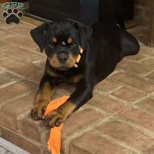 Rottweiler Puppies For Sale - Greenfield Puppies
