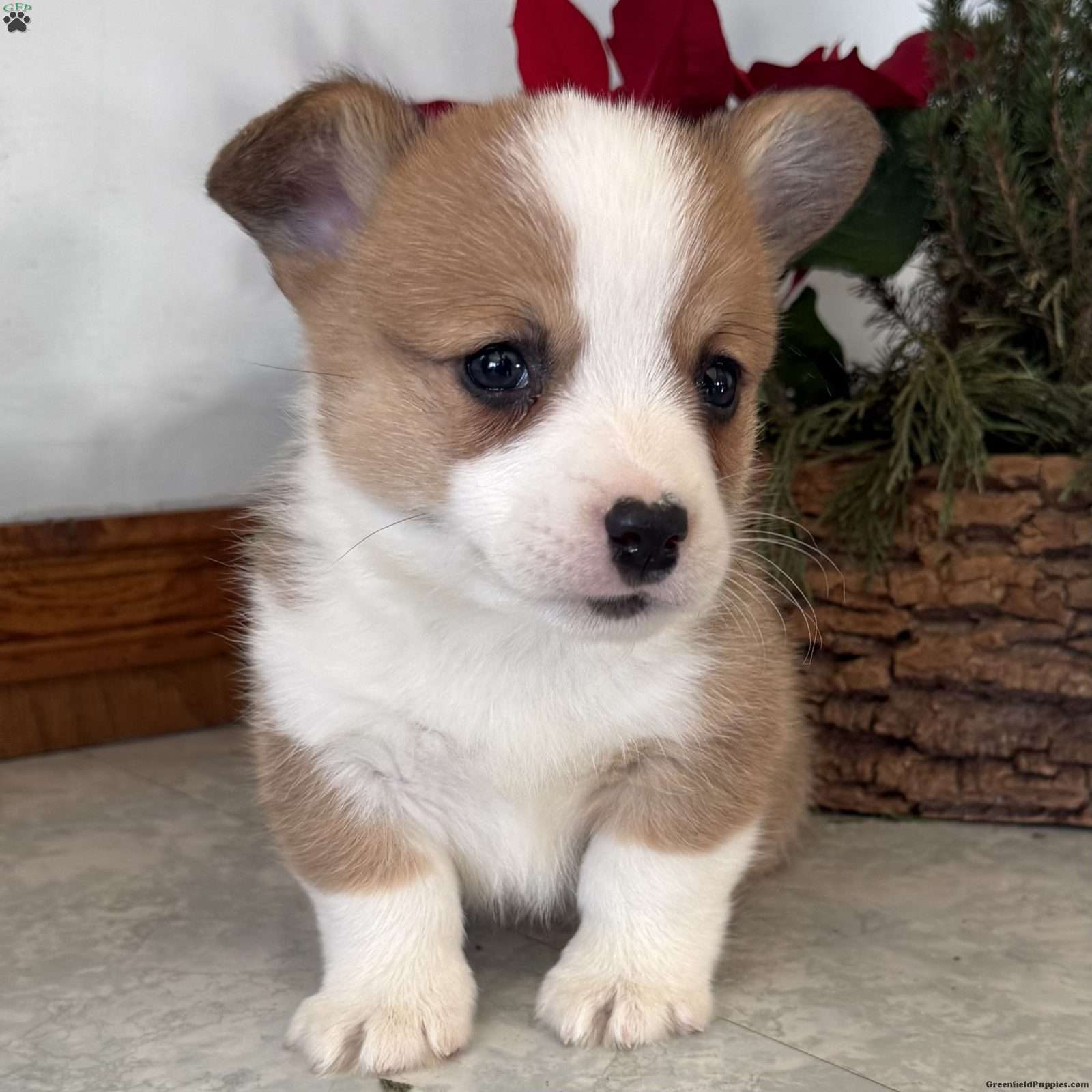 Jason - Pembroke Welsh Corgi Puppy For Sale in Maryland