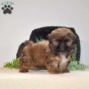 Shih Tzu Puppies For Sale - Greenfield Puppies