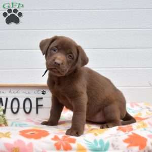 Labrador Mix Puppies For Sale | Greenfield Puppies