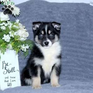 Pomsky Puppies For Sale - Greenfield Puppies
