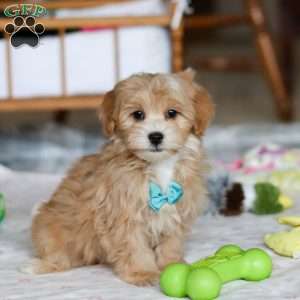 Havapoo Puppies For Sale - Greenfield Puppies