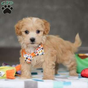 Havapoo Puppies For Sale - Greenfield Puppies
