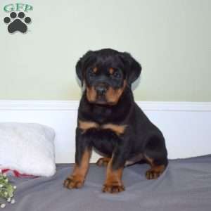 Rottweiler Puppies For Sale - Greenfield Puppies
