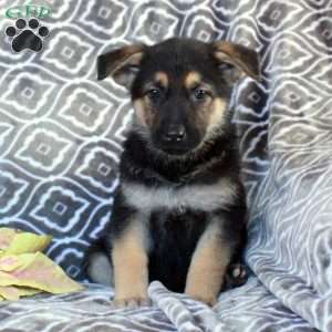 New Arrivals | See New Puppies | Greenfield Puppies