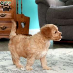 Sam and Rachael Stoltzfus Dog Breeder