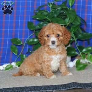 Cockapoo Puppies for Sale - Greenfield Puppies