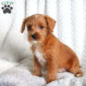 Jack-A-Poo Puppies For Sale - Greenfield Puppies