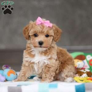 Havapoo Puppies For Sale - Greenfield Puppies